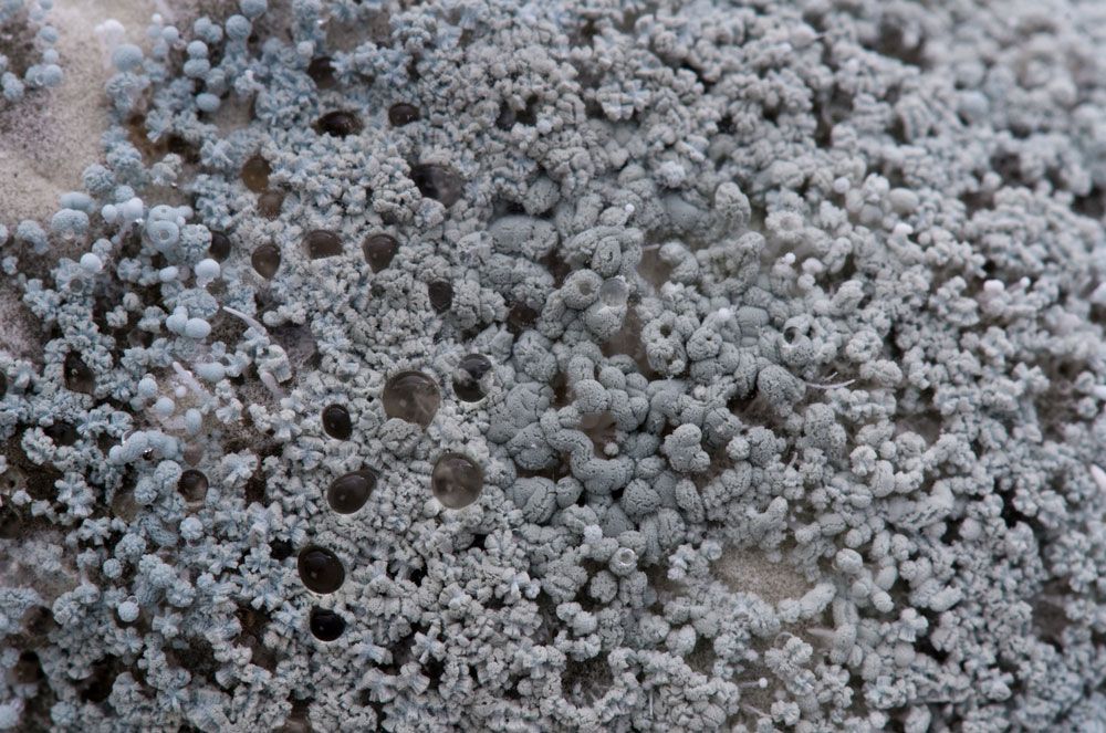 Microscopic Worlds Gallery: Fascinating Fungi: Page 2 | Live Science