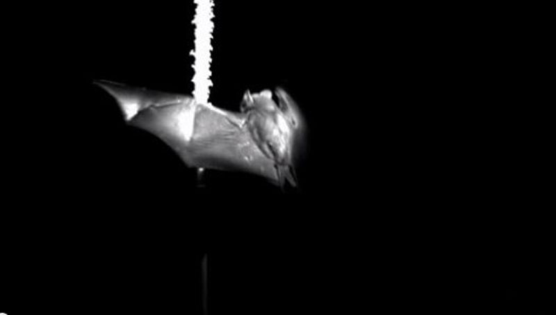 Light Pollution Changes Bat Behavior, Threatens Rainforest Regrowth ...