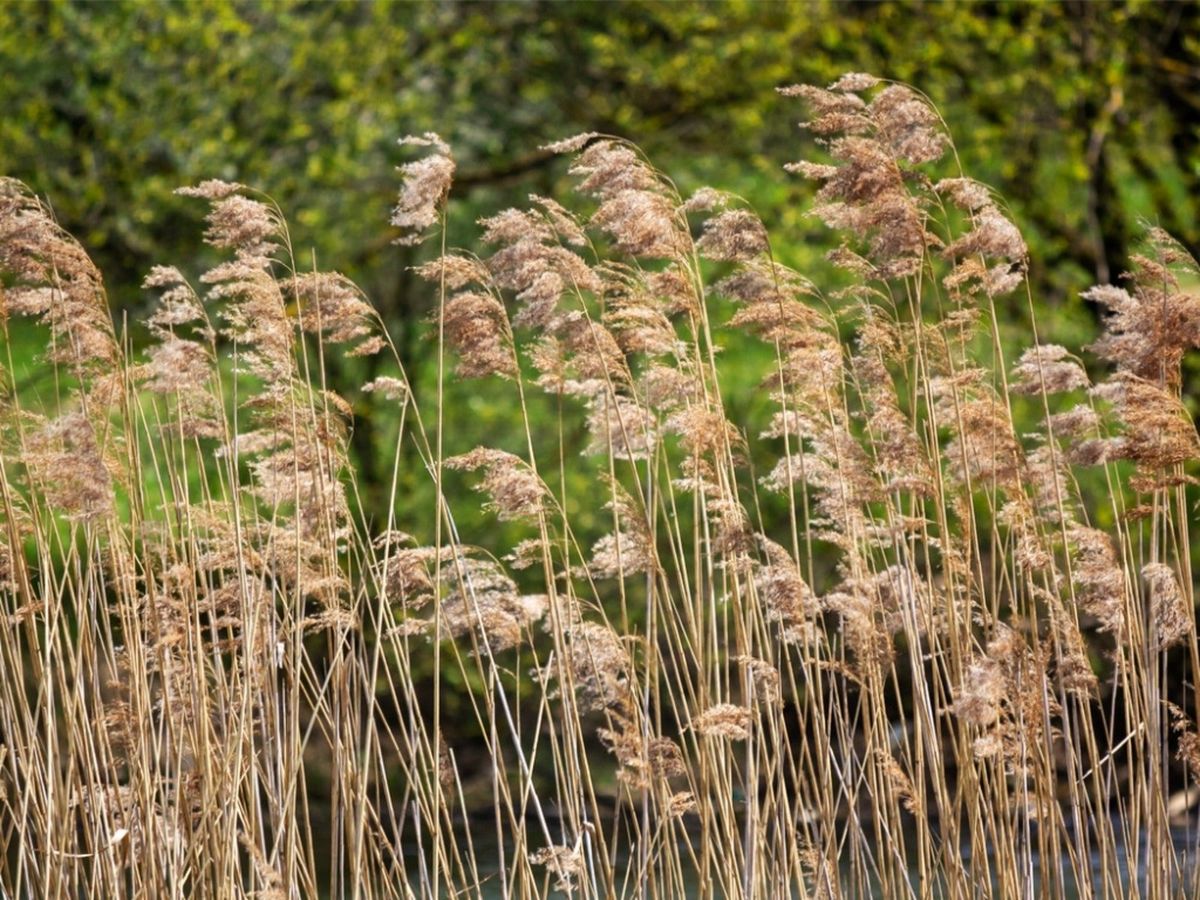 Common Reed: Everything You Need To Know About Phragmites | Gardening ...