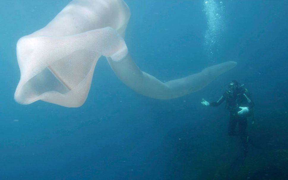 Divers Surprised by Gorgeous 'Feather Boa' of the Sea. And the Video Is ...
