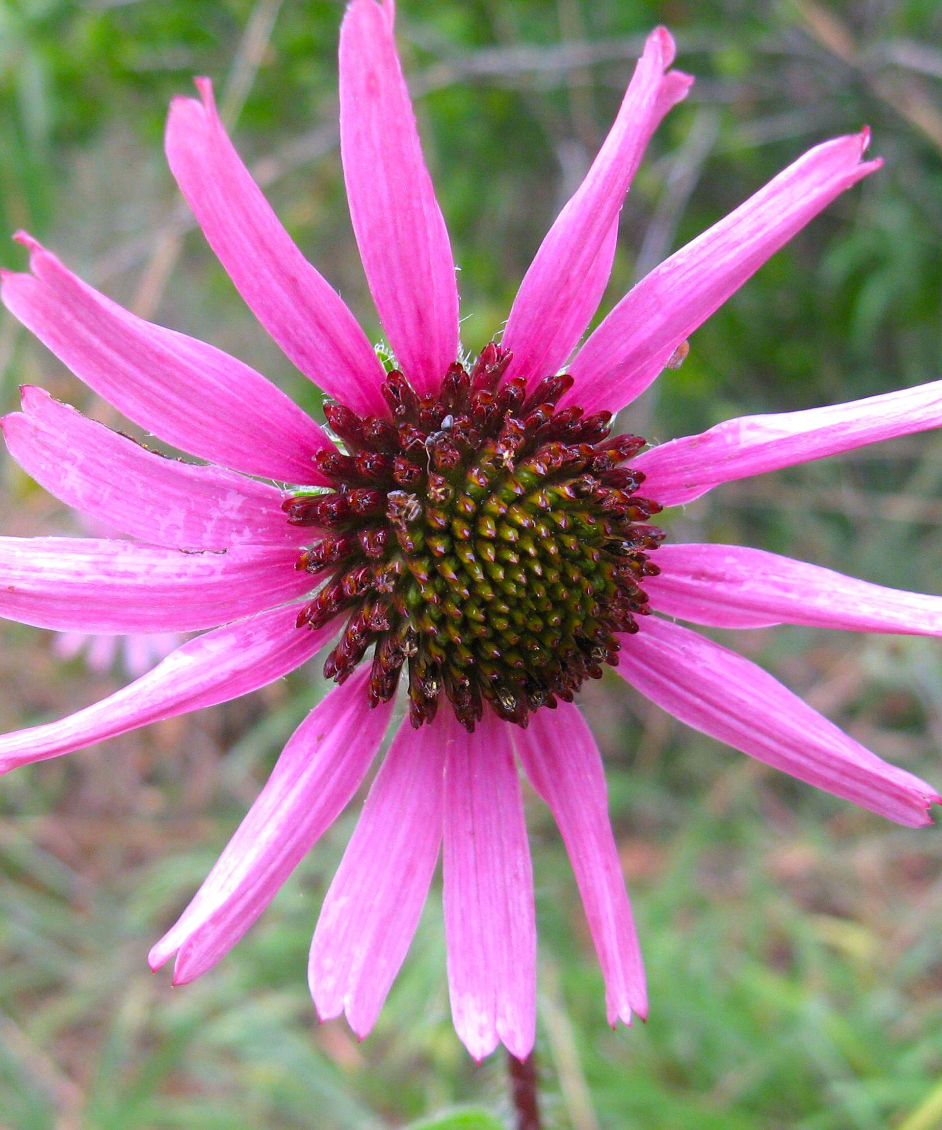 Best coneflower varieties: 15 charming echinaceas for summer | Homes ...