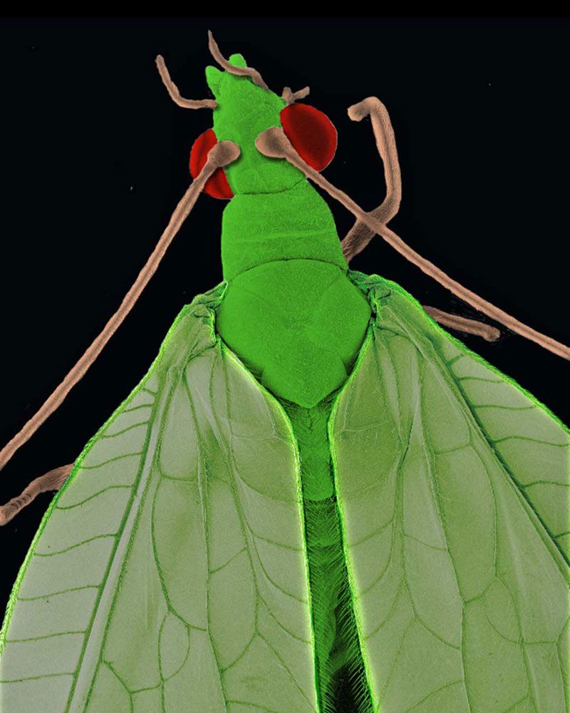 Microscopic Monsters: Gallery of Ugly Bugs | Live Science