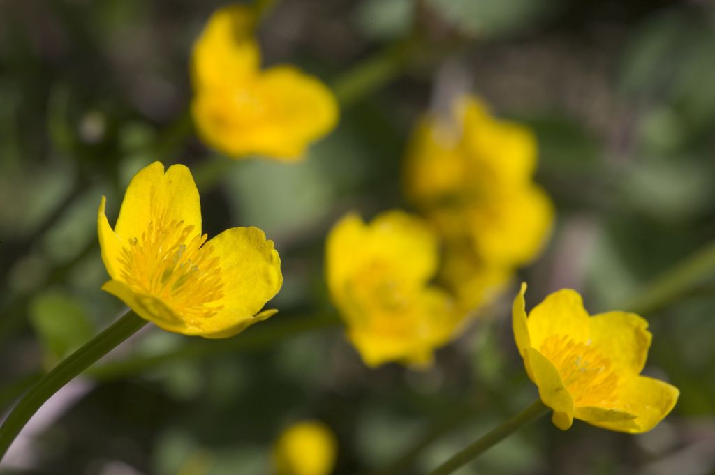 Best pond plants: keep your pond healthy and looking beautiful ...
