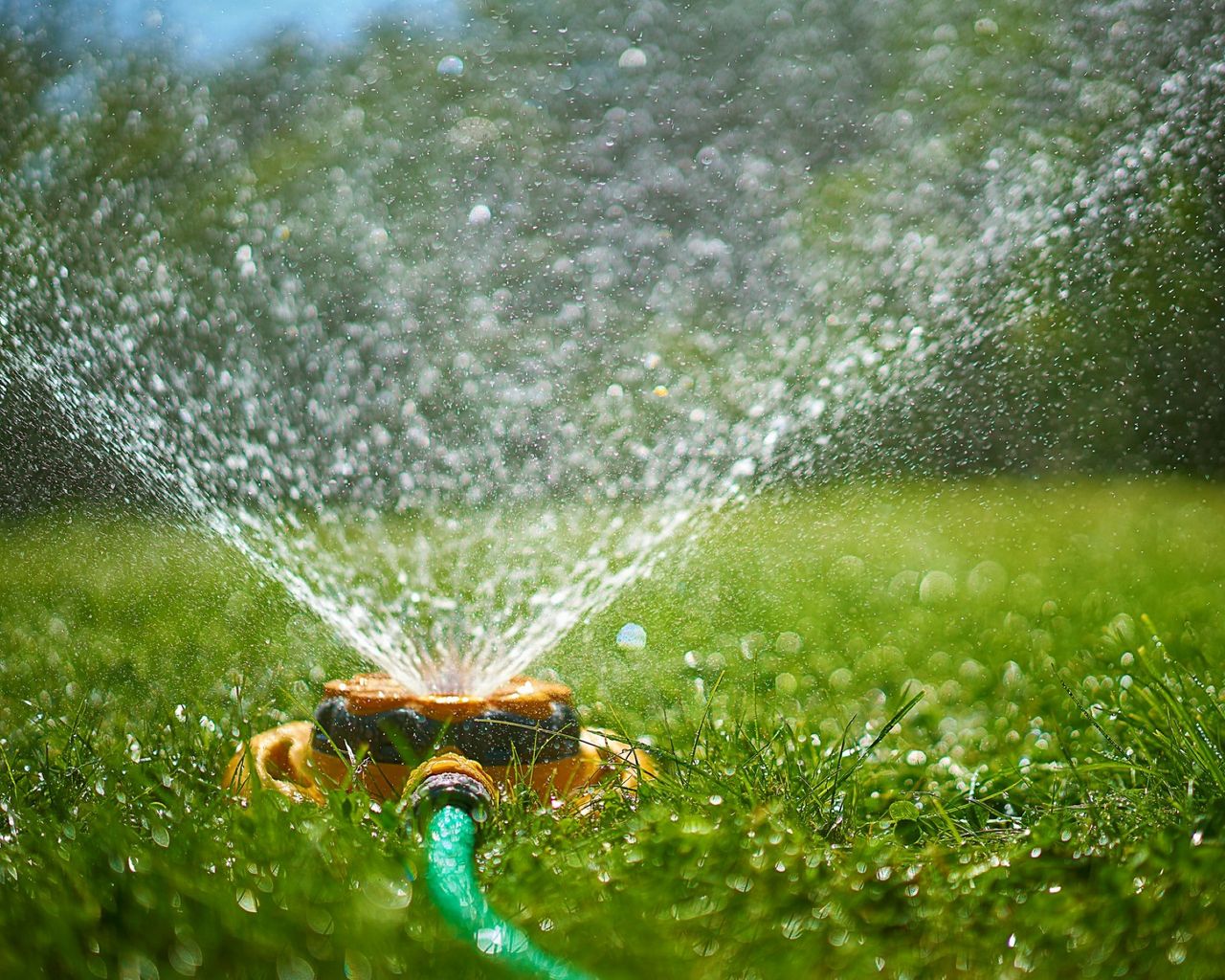 How to prepare for a heatwave: protect your garden and yard | Real Homes