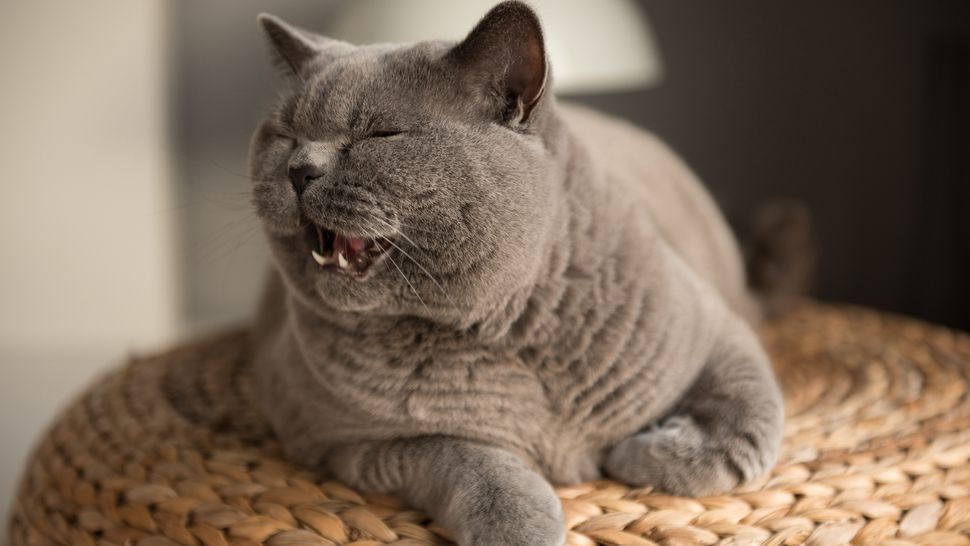 32 funny things cats do | PetsRadar