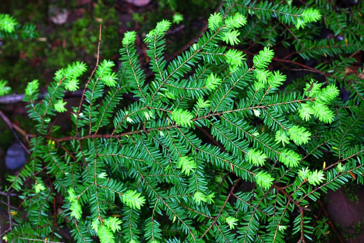 Canadian Hemlock Tree Facts - How To Care For Canadian Hemlock Trees ...