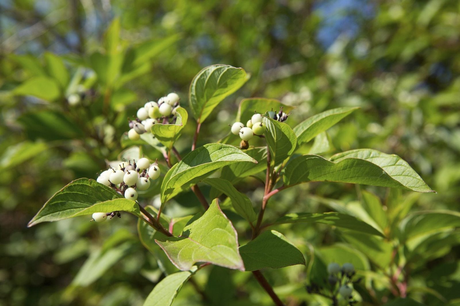 Shrubs That Bloom In Zone 3: Choosing Flowering Shrubs For Zone 3 ...