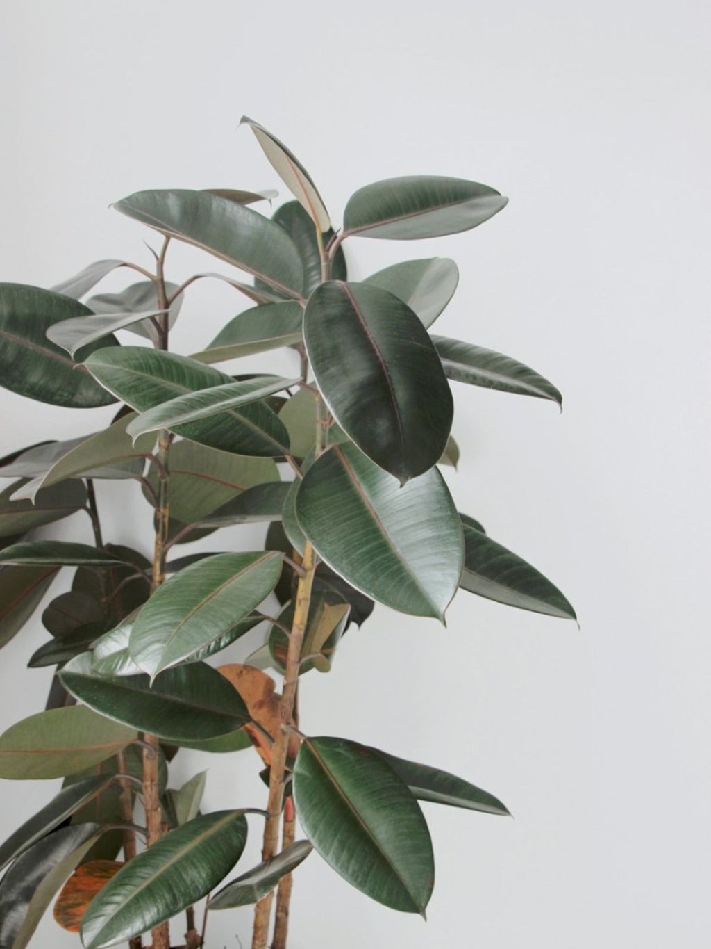 Pruning A Rubber Tree Plant: How To Trim A Rubber Tree Plant ...