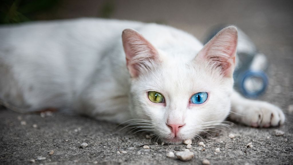 Cats' eyes: Why they're special and common problems | PetsRadar