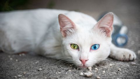 Cats' eyes: Why they're special and common problems | PetsRadar