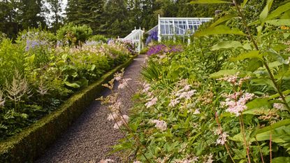 Native plants for night-time pollinators: 5 of the best | Homes and Gardens