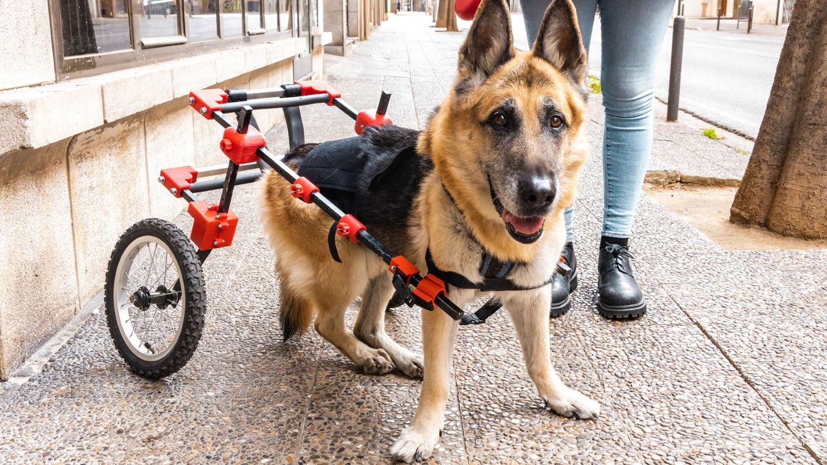 32 tips for taking care of senior dogs | PetsRadar