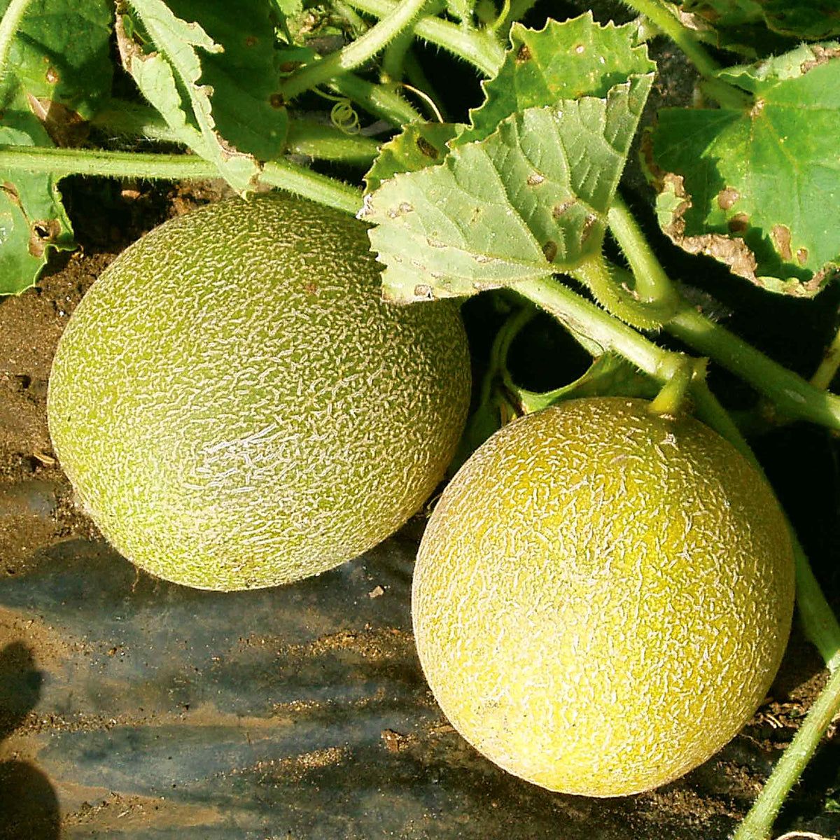 How to grow melons: a step-by-step guide | Ideal Home