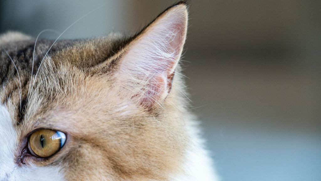 10 fascinating cat facts from an expert feline behaviorist | PetsRadar