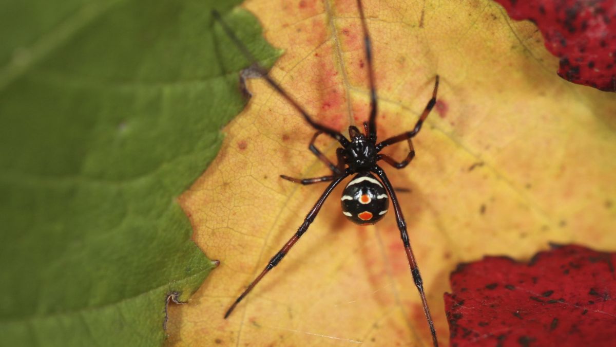 Black widow spiders: Facts about this infamous group of arachnids ...