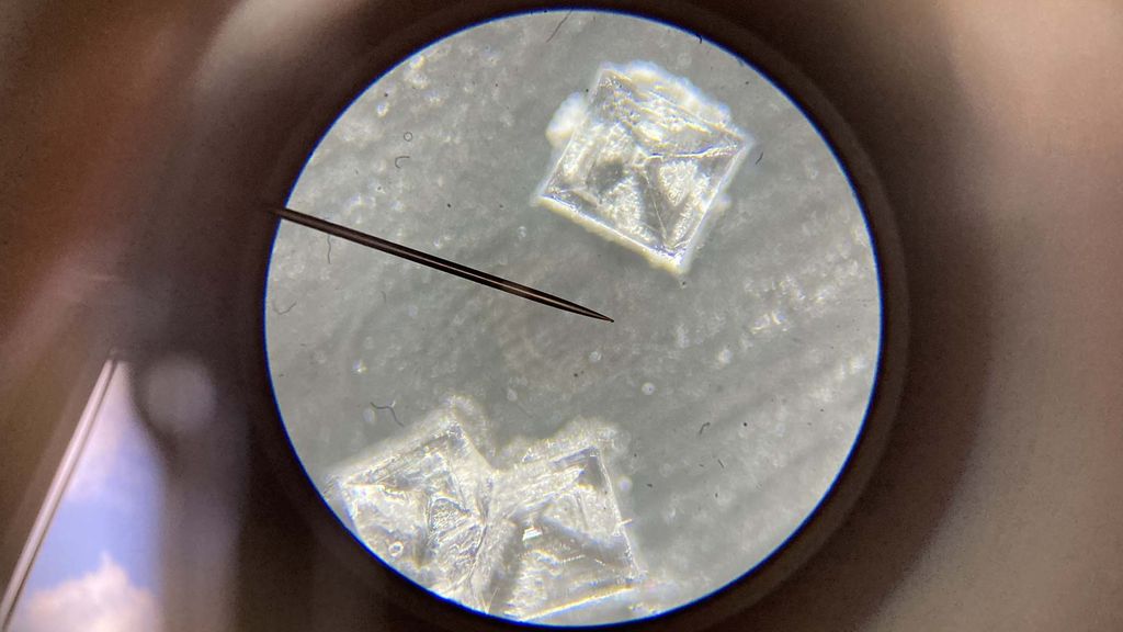 10 weird and wonderful things to look at under a microscope | Live Science