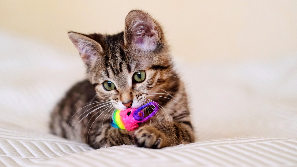 Bringing home a new kitten: Guide and checklist | PetsRadar
