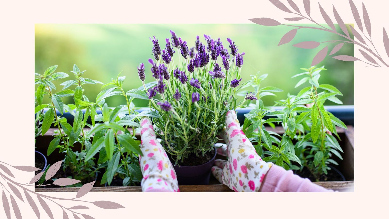 How to care for a lavender plant - An expert guide | Woman & Home