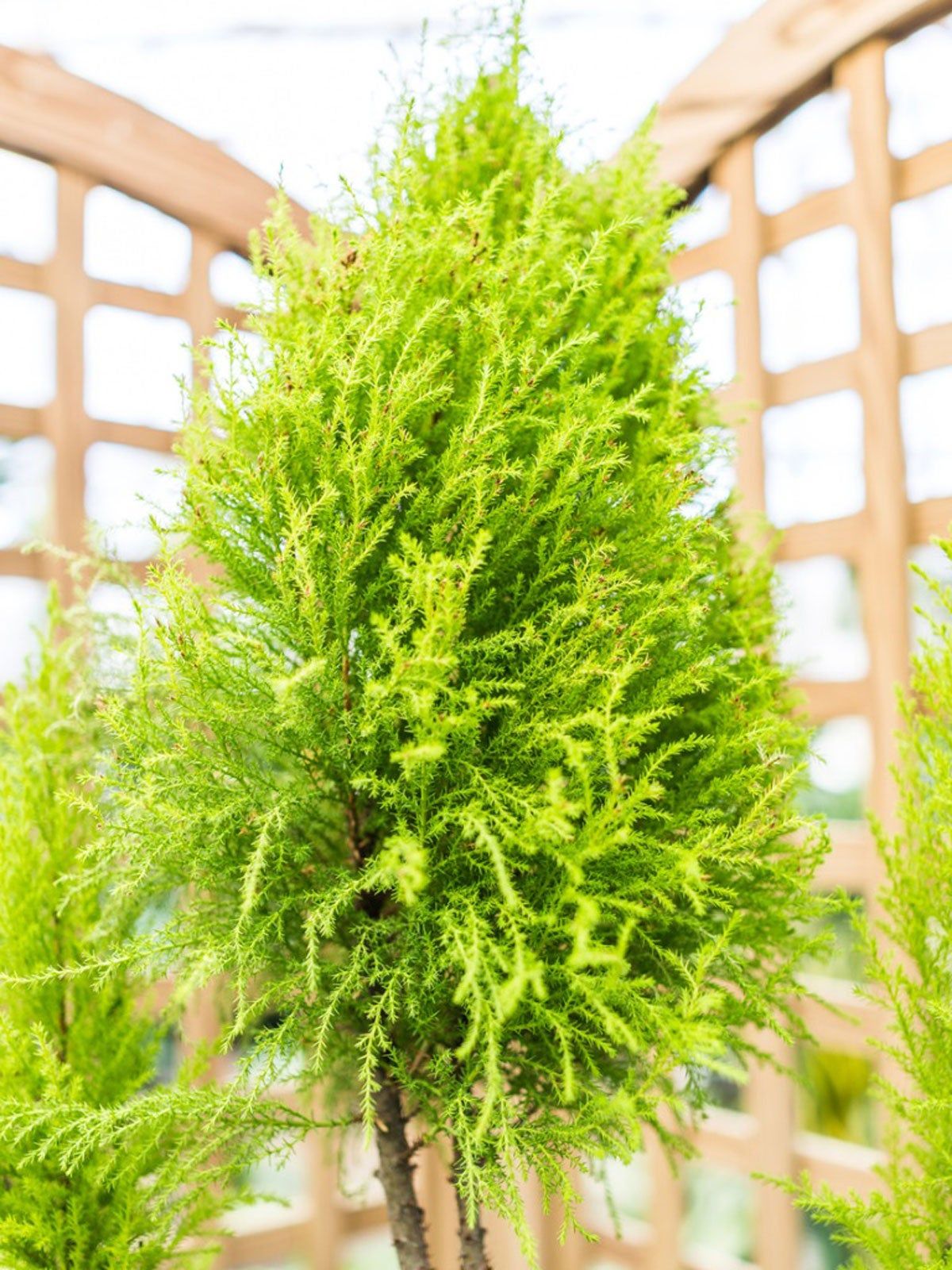 Growing Lemon Cypress Trees - Lemon Cypress Plant Care | Gardening Know How