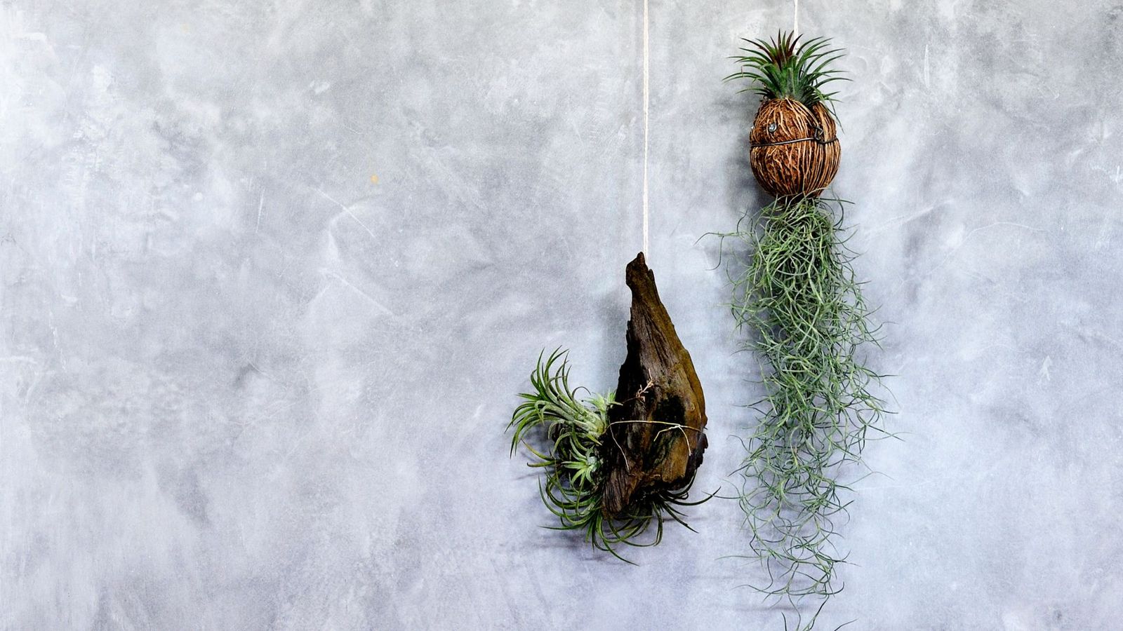 The 33 best indoor plants for your health and wellbeing | Woman & Home