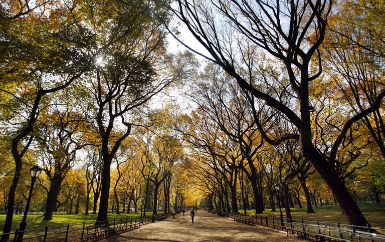 Can cloning save the American elm? | The Week