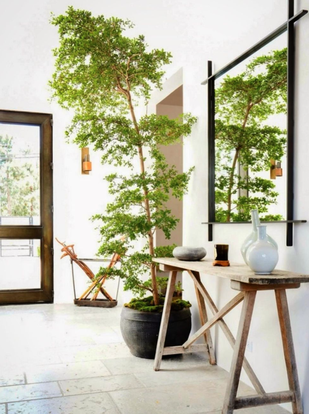 The Black Olive Tree tree is here – here's why you need one | Livingetc