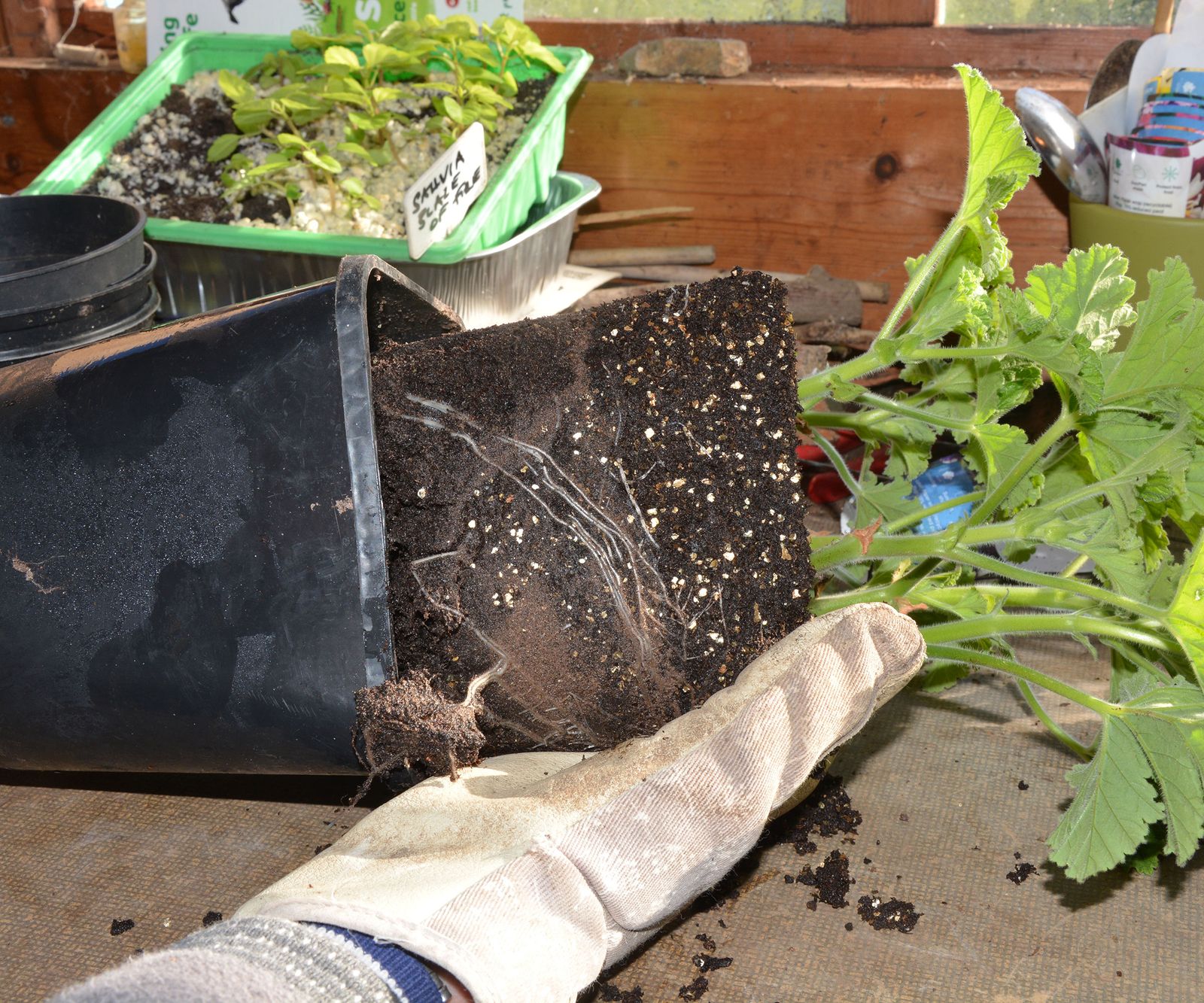 Pelargonium cuttings: how to propagate bedding geraniums | Homes and ...