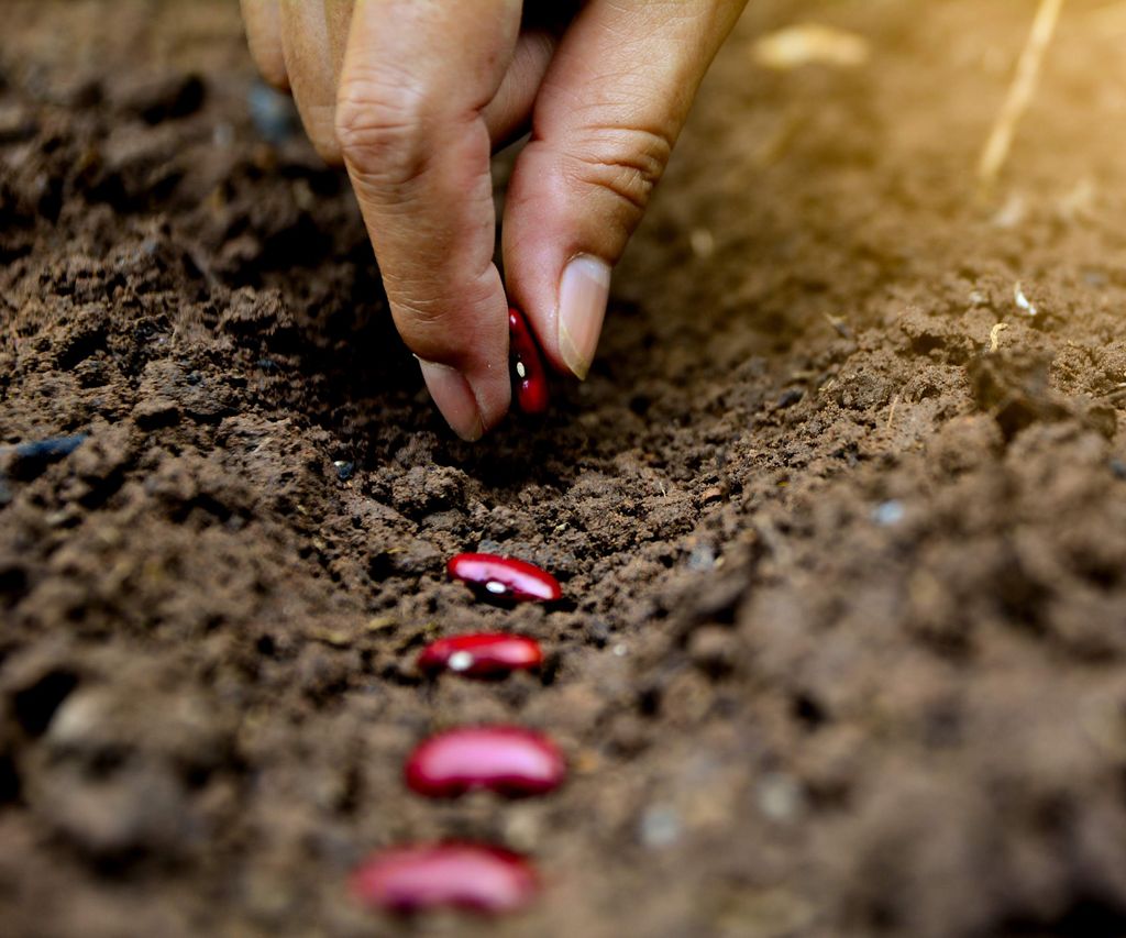 How to grow pinto beans - with some expert growing tips | Homes and Gardens