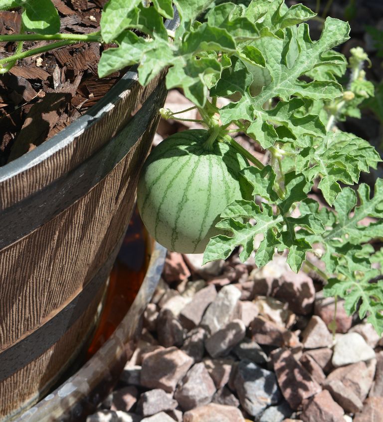 How to grow watermelon | Homes and Gardens