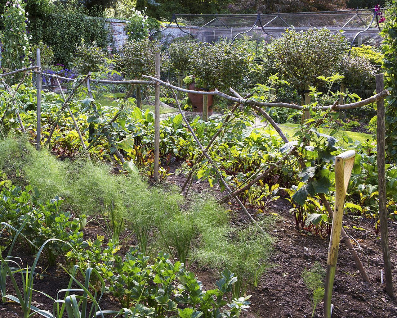 14 Vegetable Trellis Ideas To Maximize Your Garden Harvest | Gardening ...