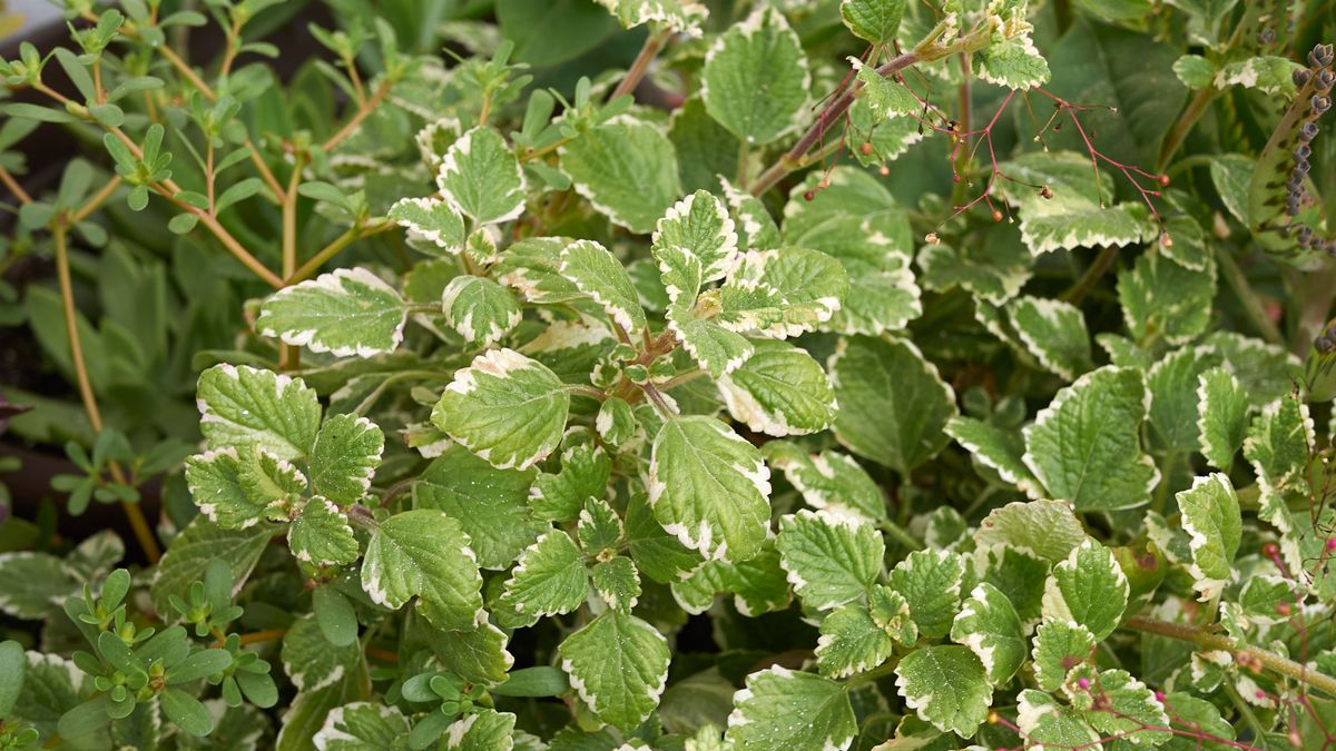 Best Varieties Of Ivy: 7 To Grow (And 2 To Avoid!) | Gardening Know How