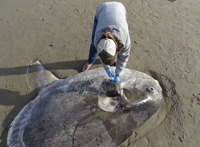 Sunfish Bigger Than a Hot Tub Got Lost and Washed Up in the Wrong ...