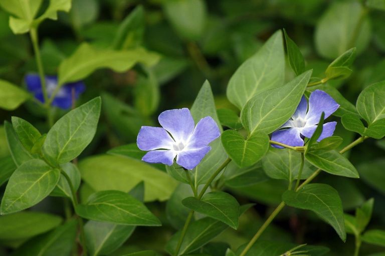 Periwinkle Care: How To Grow Periwinkle Plants | Gardening Know How