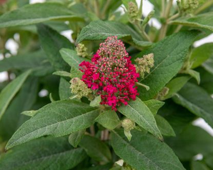 Experts reveal buddleja is the top plant for butterflies | Gardeningetc