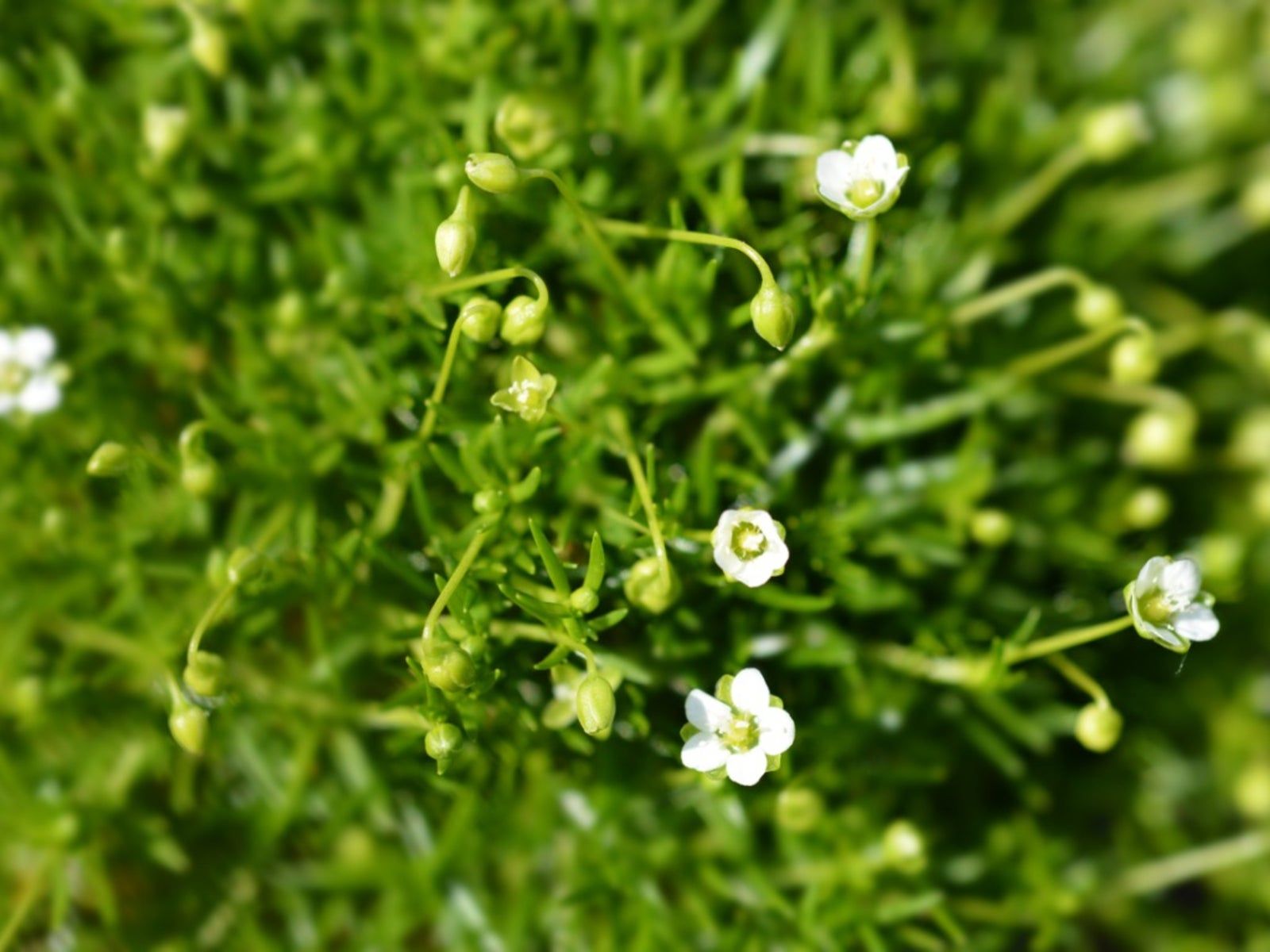 Irish Moss Growing Zones: How To Grow And Care For Irish Moss ...
