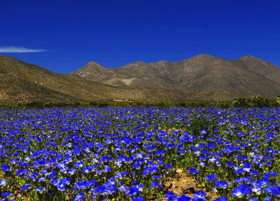 In Images: Stunning Flower Fields of the Atacama Desert | Live Science
