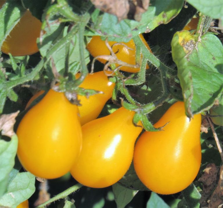 About Yellow Pear Tomatoes: Learn About Growing Yellow Pear Tomato ...