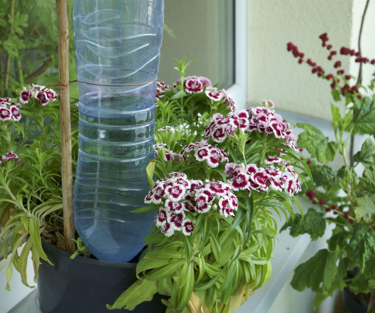 DIY garden watering system ideas to keep plants hydrated | Homes and ...