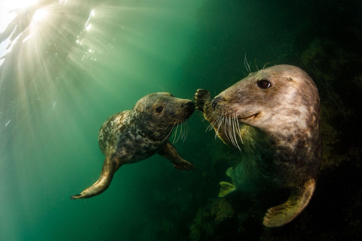 Discover the diversity of marine life with The Ocean Photography Awards ...