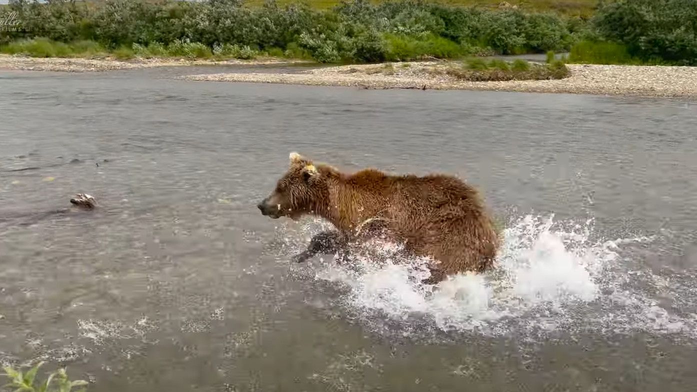 Watch sprinting grizzly bear dash within a few feet of photographers ...
