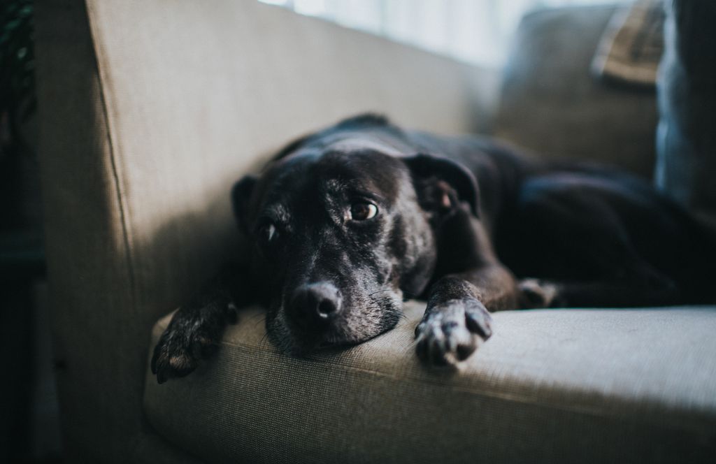 How to leave a dog alone in the house without it getting stressed ...