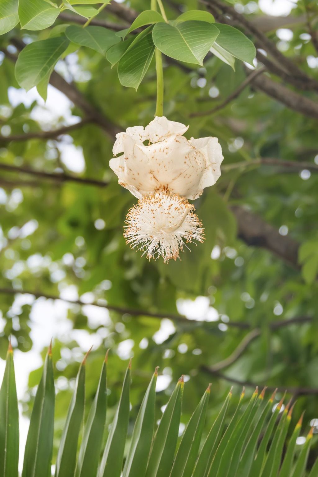 Flowers Of Baobab Tree - When Do Baobab Flowers Open And Other Baobab ...
