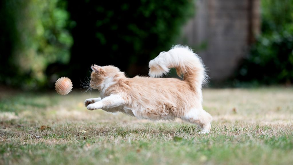 Some cats spontaneously start playing fetch and we have no idea why ...
