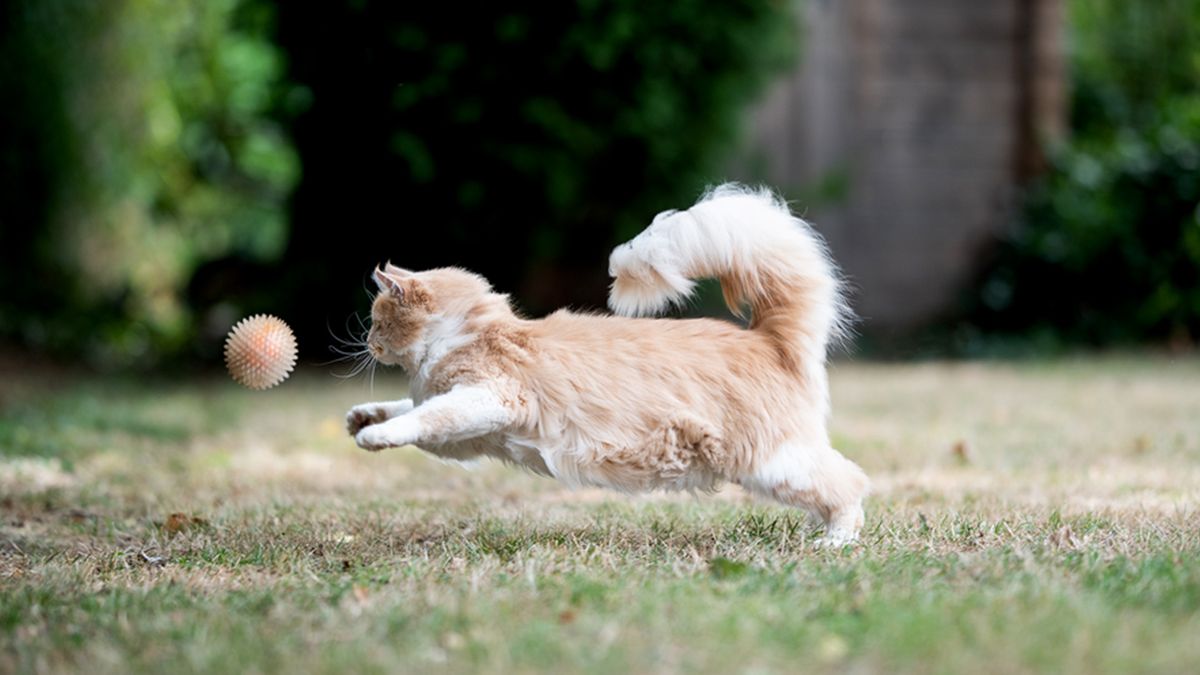 Some cats spontaneously start playing fetch and we have no idea why ...