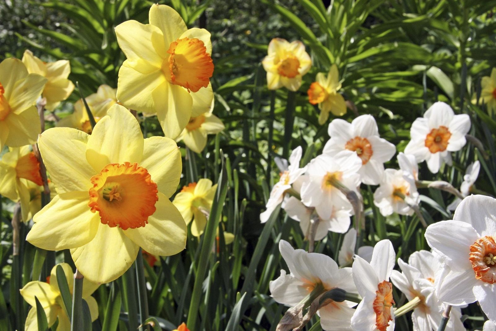 Daffodil Plant Facts: What Are Some Different Types Of Daffodils ...