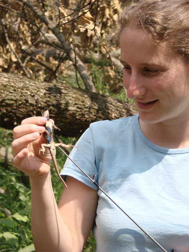 Lizards' Dance Avoids Deadly Ants | Live Science