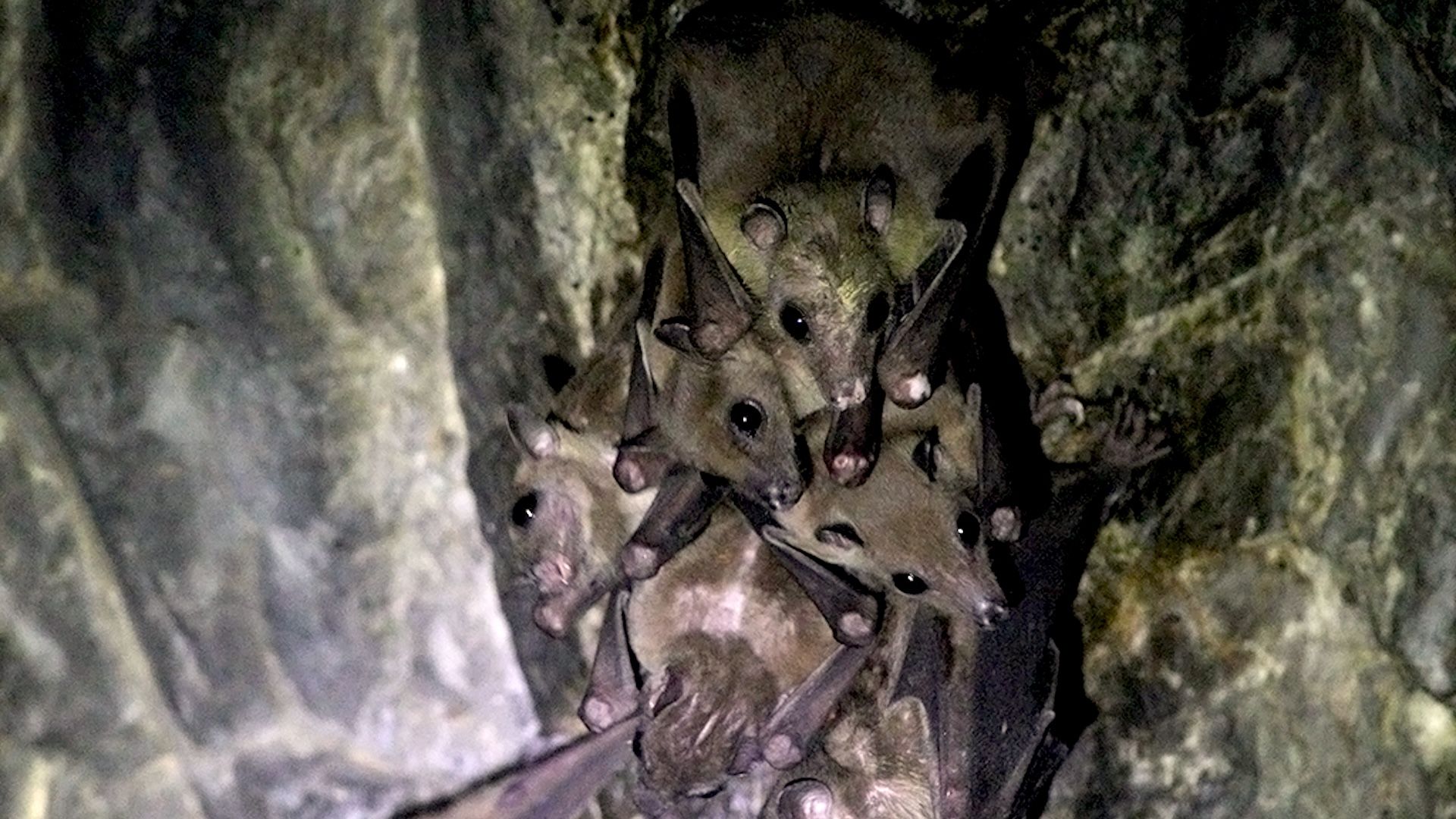 New viruses identified in bats in China | Live Science
