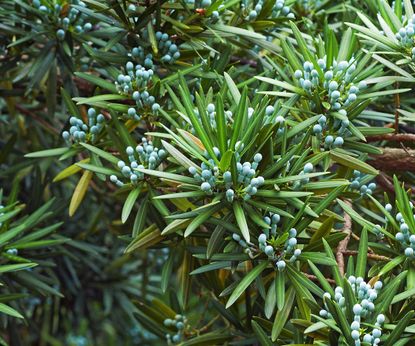 Best front yard hedges for privacy – 10 leafy choices | Homes and Gardens