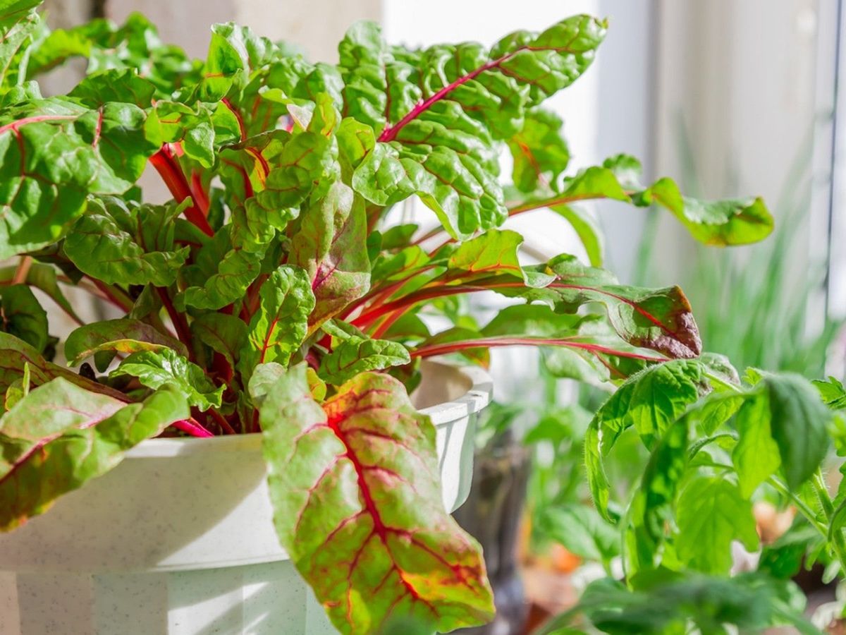 Swiss Chard Container Gardening: Planting Swiss Chard In Containers ...