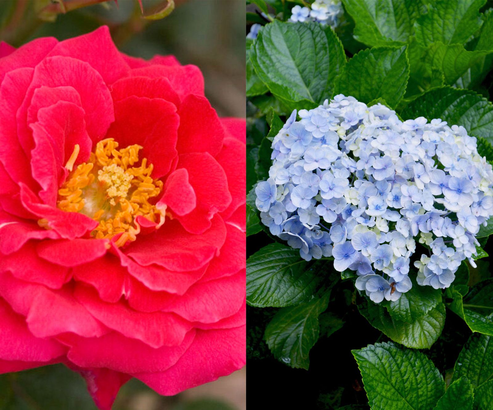 Perennials to pair together – how to choose harmonious combinations ...